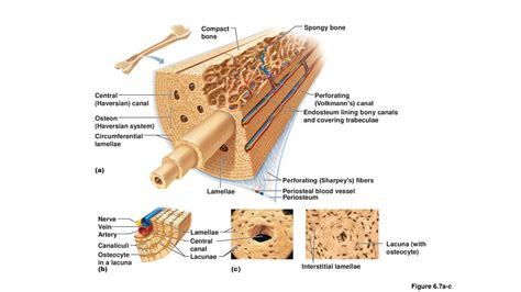 Bone Structure Ppt Download