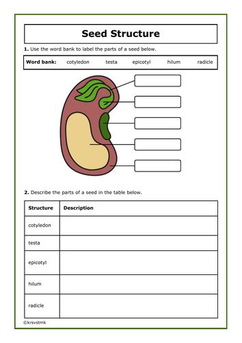 Seed Structure Answers Teaching Resources