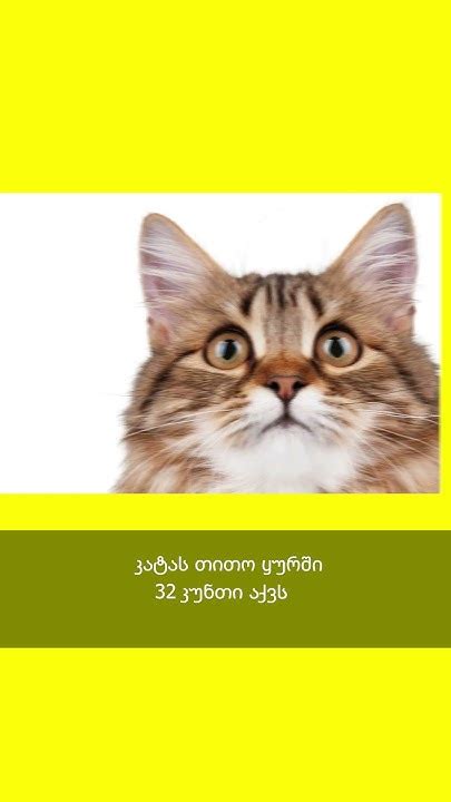 თვეზები ყველაფერს ხედავენ Shortvideo Shorts Short Youtube