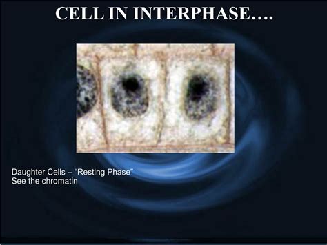 Ppt Cell Division Mitosis Powerpoint Presentation Free Download