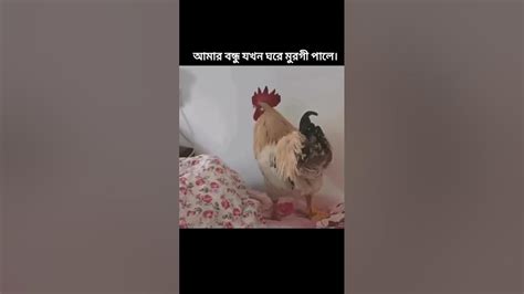 আমার বন্ধু যখন ঘরে মুরগী পালে। Chicken Shorts Trendingsong Song Newsong Funny Alion