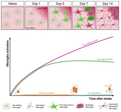 Dynamics Of Microglia Activation After Stroke In The Intact Brain