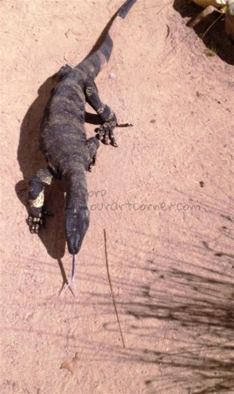 Photo Lace Monitor By Trevorp Ourartcorner