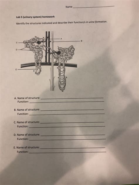 Solved Name Lab 5 Urinary System Homework Identify The Chegg Com