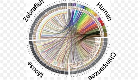 Dna Sequencing Human Genome Project Massive Parallel Sequencing Png