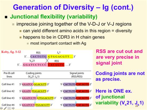 Antigen Recognition Flashcards Quizlet