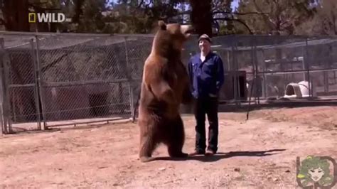 استفاده از خرس گریزلی برای یک تیزر تبلیغاتی ولی در آخر حمله ور شدن خرس