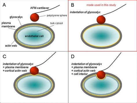 Schematic Illustration Of The Indentation Procedure Mechanical Cell Download Scientific