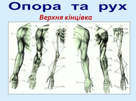 Будова скелета людини презентация онлайн