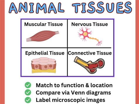 Connective Tissue Types Original Sale Drivecloudmn