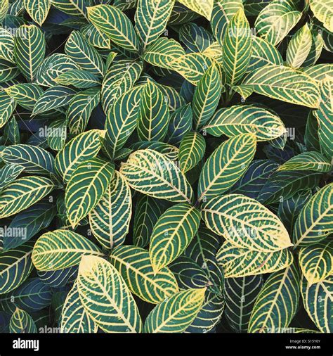 Yellow And Green Tree With Beautiful Vein And Small Netted Vein Leaves Stock Photo Alamy