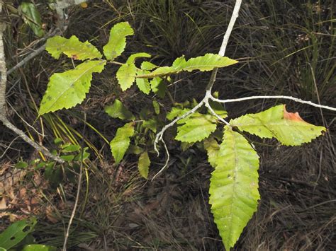 Hairy Alectryon From Magnolia Qld 4650 Australia On July 30 2023 At
