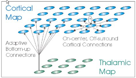 The Basic Architecture Of A Self Organizing Feature Map Neural Network