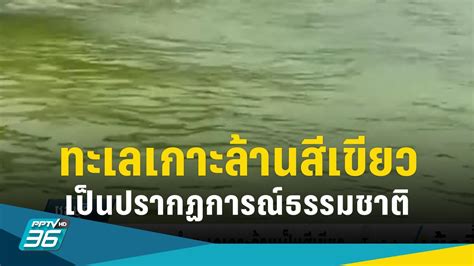 แจงเหตุทะเลเกาะล้านสีเขียว เป็นปรากฏการณ์ แพลงก์ตอนบลูม ไร้อันตราย
