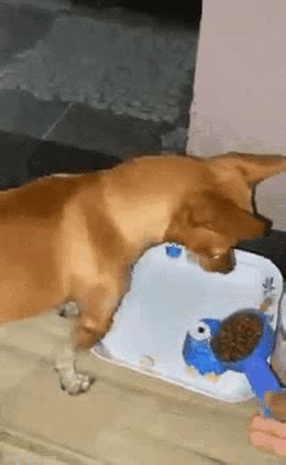 Food Imgflip