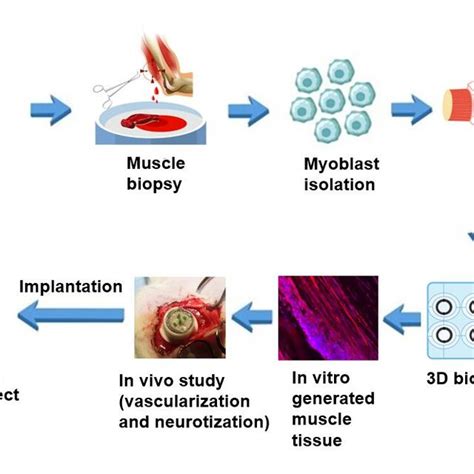 The Schematic Illustration Of Skeletal Muscle Tissue Engineering Download Scientific Diagram
