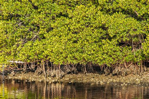The Prop Roots Of Red Mangrove Trees Covered In Oysters The Mangroves
