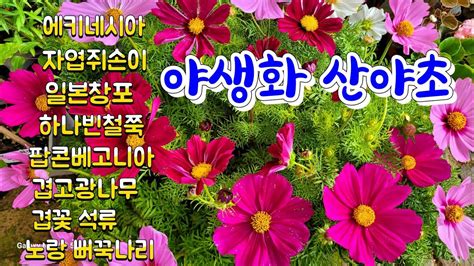 야생화 산야초 의아리 수국 구갑룡 황철쭉 노아시프리뮬리 플로라 한라산비장이 향등골풀 일본장미 사막버드나무