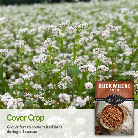 Buckwheat Seeds Cover Crop And Grain Survivalgardenseeds