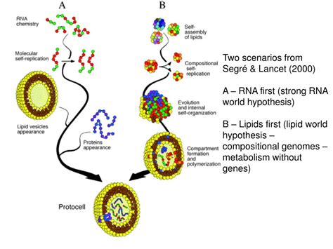 PPT RNA World PowerPoint Presentation Free Download ID 6524270