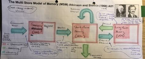 (P2,2) The Multi Store Model of Memory (MSM) Flashcards | Quizlet