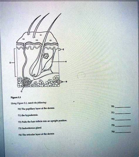 Solved Figure 5 1 Using Figure 5 1 Match The Following 70 The