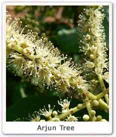 Arjun Tree Terminalia Arjuna Significance Of Arjuna Tree
