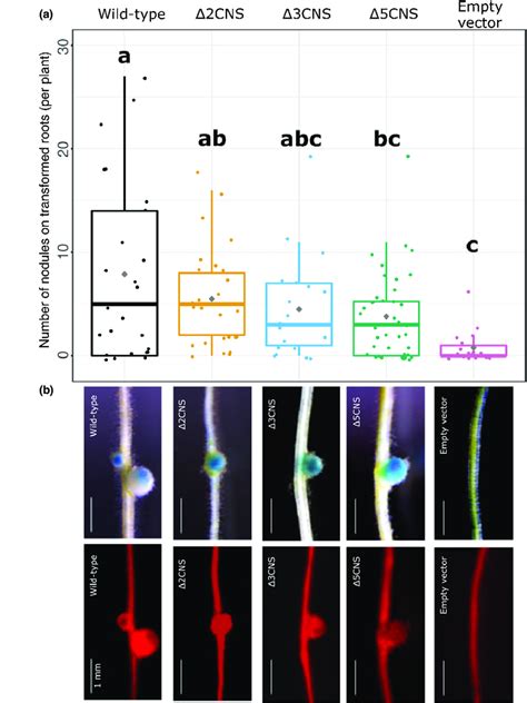 role of the cre1 nitrogen fixing clade specific conserved noncoding