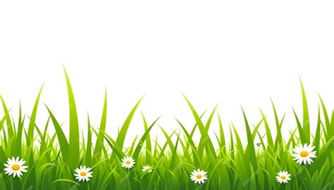 Grass Vector Green Grass Grass Illustration Lawn Vector Grass Field