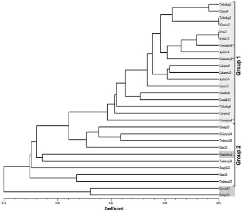 upgma dendrogram bulk rapd sm 29 accessions download scientific diagram