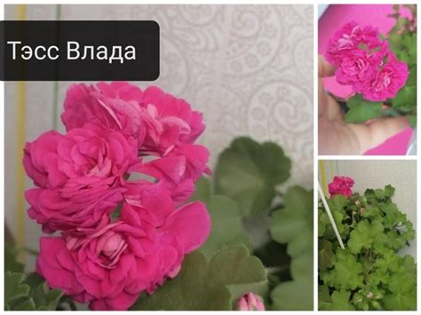 Продам срез или укорененные черенки плющелистной пеларгонии Тэсс Влада ЧМЗ ПЕРШИНО ЮЛИЯ Цены