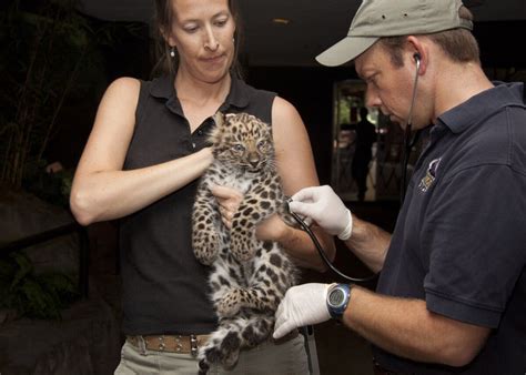 Leopard Attacks British Safari Guide In South Africas Kruger National