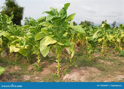 Plante De Tabac Image Stock Image Du Plantation Centrale 13305601