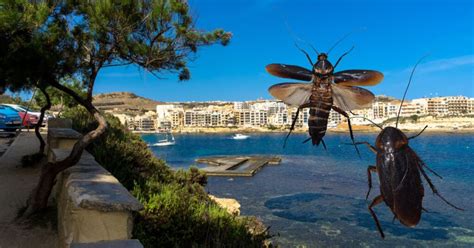 Bigger Darker Venom Cockroaches Noticed Crossbreeding In Gozos