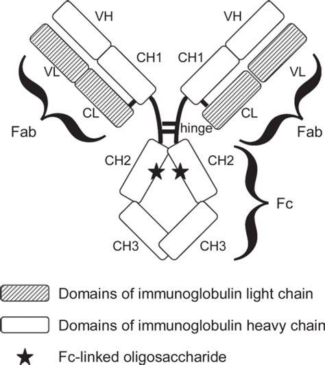 Structure Of Human Igg1 Antibody The Mabs Of Human Igg Open I