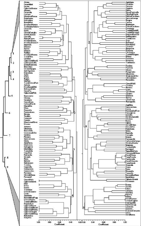 Unweighted Pair Group Method With Arithmetic Mean Dendrogram Obtained