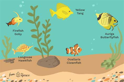 Saltwater Fish Photos Aquarium Aquarium Saltwater Fish World Wide