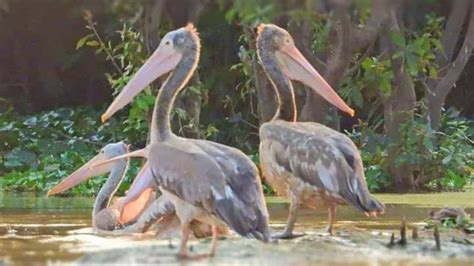 សត្វស្លាបកម្រៗប្រមាណ១៦០ប្រភេទកំពុងទទួលបានការអភិរក្សនិងការពារនៅបឹងធម្មជាតិពារាំង សៀមរាប