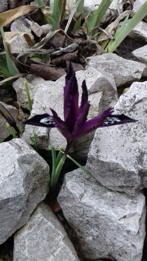 Iris Reticulata Pauline Mediterranean Garden Iris Reticulata Garden