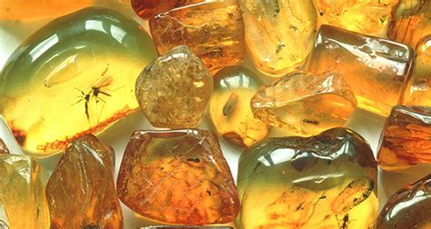 Amber Fact Factrepublic Com