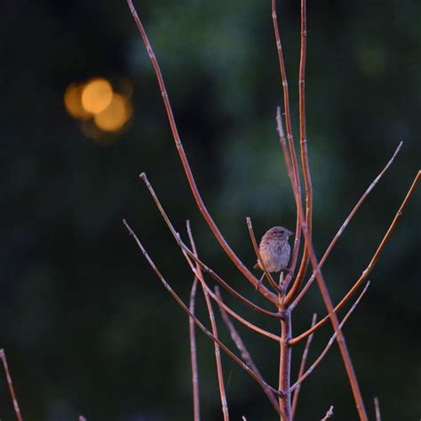 Project Sparrow Rrust