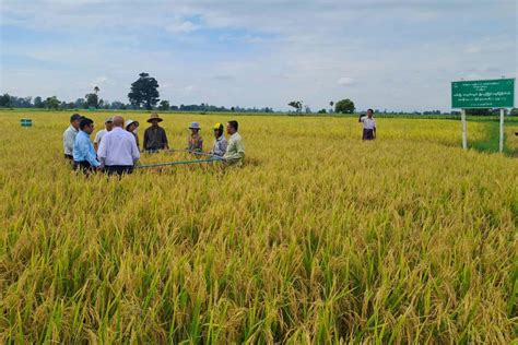 မင်းဘူး စကု မြို့နယ်၌ မိုးစပါးစံကွက်များ ရိတ်သိမ်းတစ်ဧကပျမ်းမျှအထွက်န