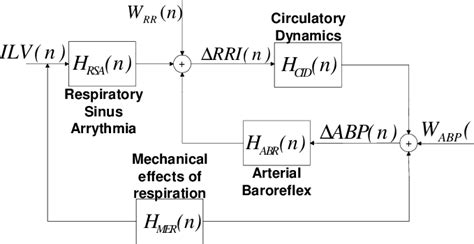 Minimal Closed Loop Model Of Neurocirculatory Control Of Heart Rate And Download Scientific