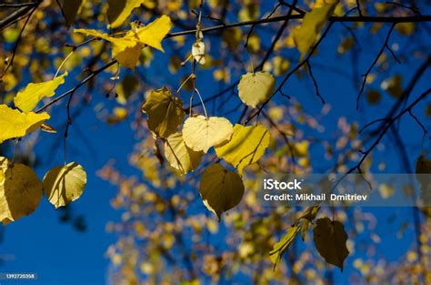 푸른 하늘에 대한 자작 나무 나무의 노란 잎 가을 단풍이있는 얇은 가지 자연의 아름다움 자연 추상적 인 배경 0명에 대한 스톡 사진 및 기타 이미지 Istock