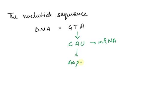 SOLVED The Nucleotide Sequence Of A DNA Codon Is GTA A Messenger RNA Molecule With A