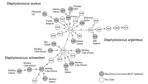 Figure 1 From Staphylococcus Aureus Complex In The Straw Colored Fruit
