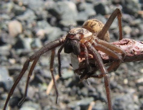 Are Giant House Spider Poisonous At Ola Cahoon Blog