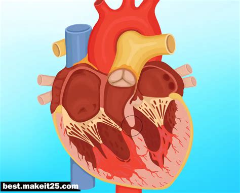 의학용어 Aov Da Cpa Makeit27