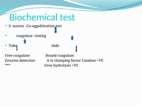 Staphylococcus Introduction History Morphology Ppt