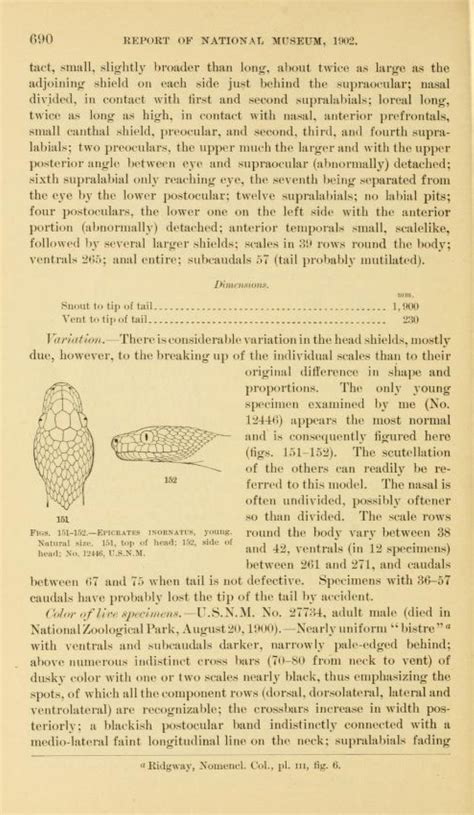 Chilabothrus Inornatus West Indian Boas